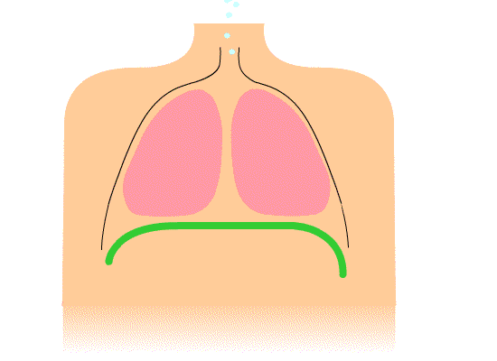 Les mécanismes de la respiration (inspiration et expiration) | Alloprof