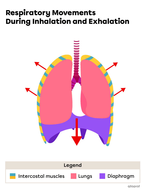 Respiratory Mechanisms (Inhalation and Exhalation) | Secondaire | Alloprof