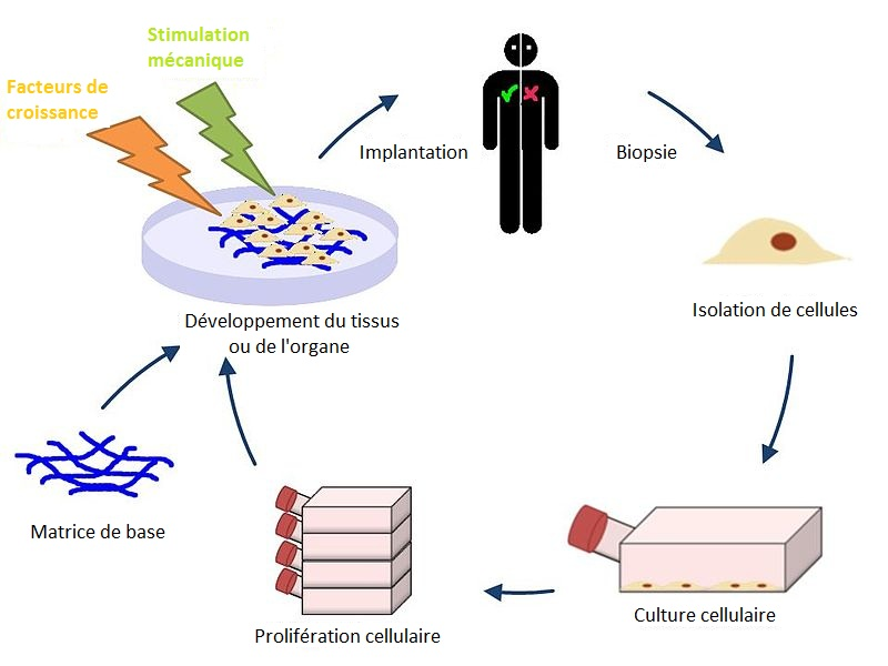 Le clonage | Secondaire | Alloprof