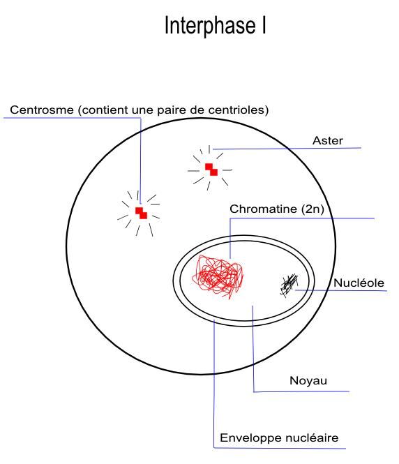 Les étapes détaillées de la méiose | Alloprof