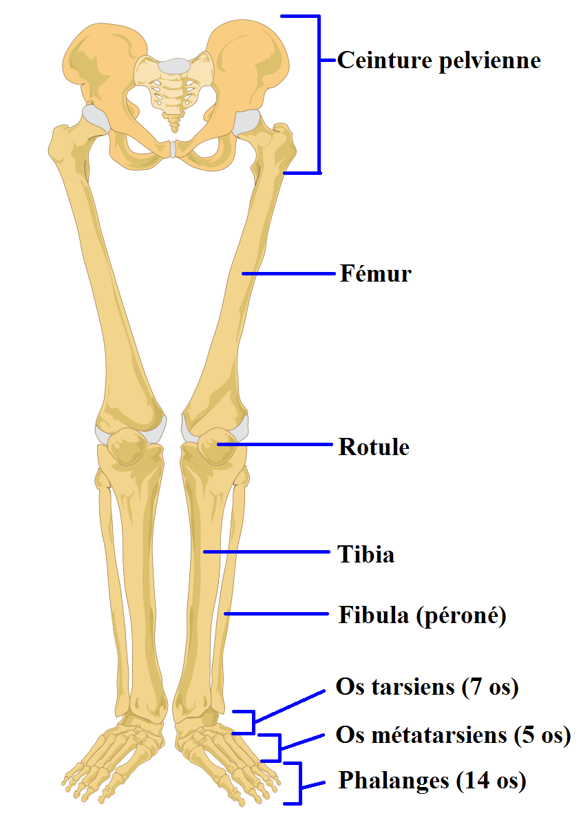 Le squelette et les os | Secondaire | Alloprof