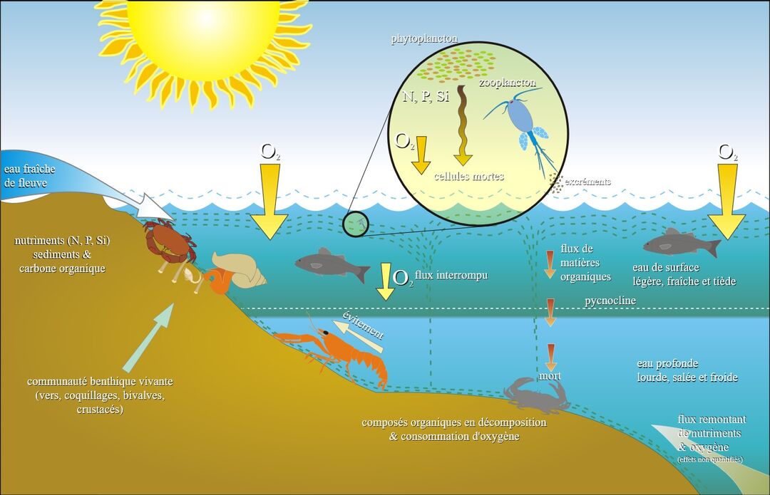 L'eutrophisation d'un plan d'eau | Alloprof