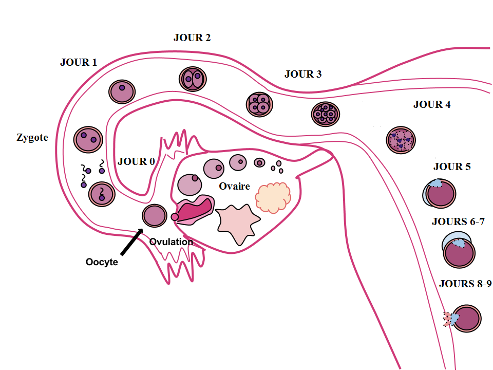 Apres Ovulation Nidation _ Nidation Quand Elle Commence – VHKTX