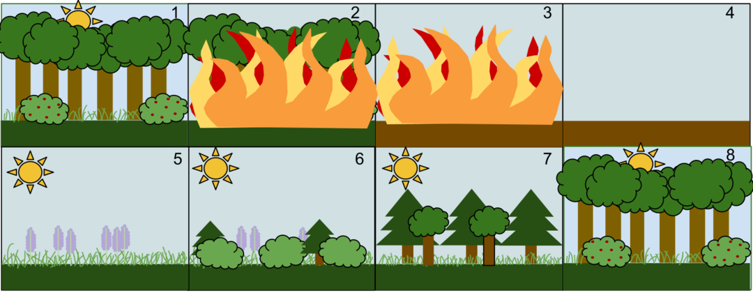 La succession écologique | Alloprof
