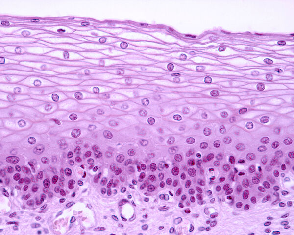 Les tissus et les organes | Alloprof