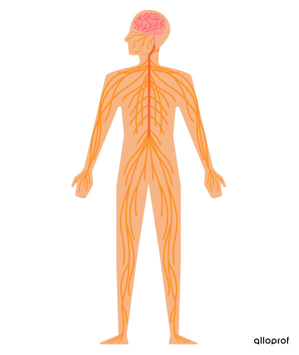 Le système nerveux | Secondaire | Alloprof