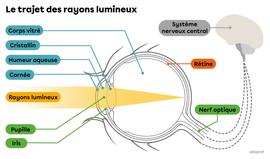 L'œil et la vue | Secondaire | Alloprof