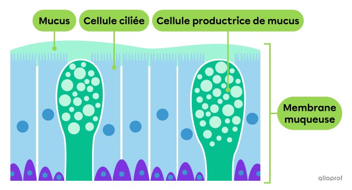 Le système respiratoire et son anatomie | Secondaire | Alloprof