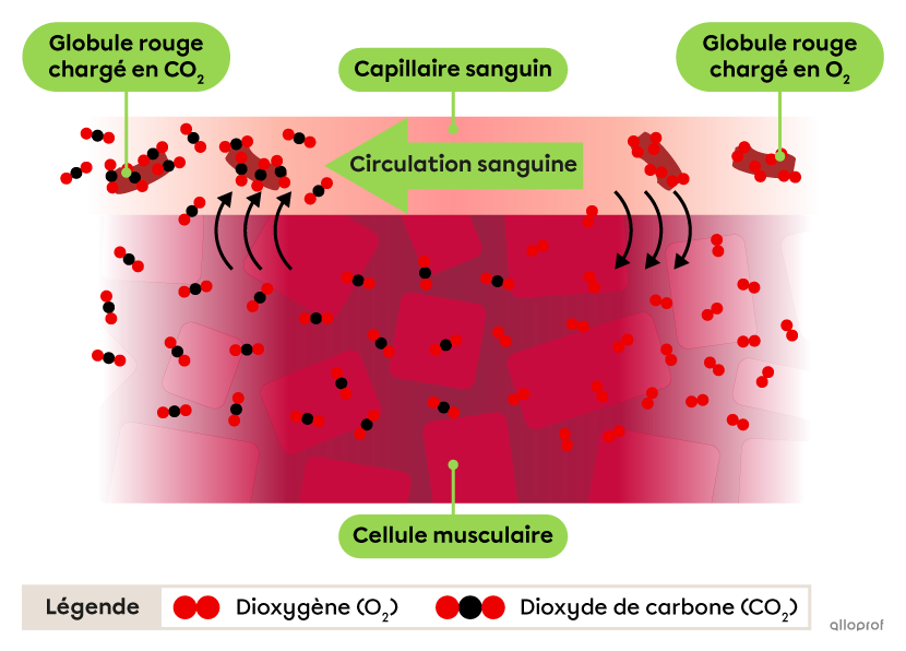 Les échanges gazeux pulmonaires | Secondaire | Alloprof