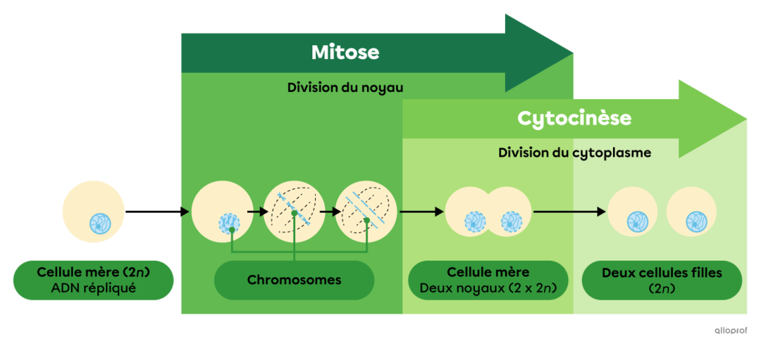 La division cellulaire (mitose et méiose) | Secondaire | Alloprof