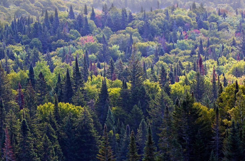 Les caractéristiques du territoire forestier | Secondaire | Alloprof