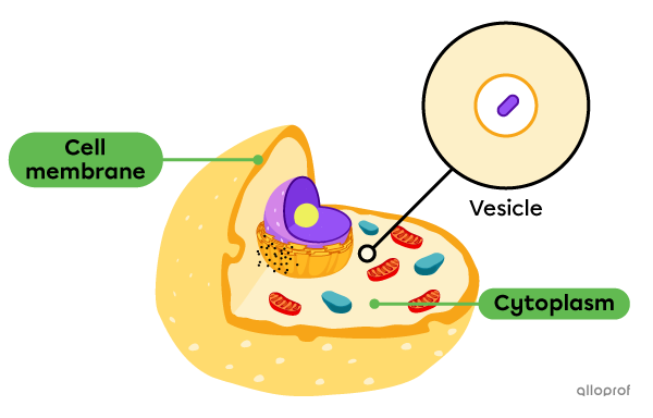 Endocytosis and Exocytosis (Advanced Concept) | Secondaire | Alloprof