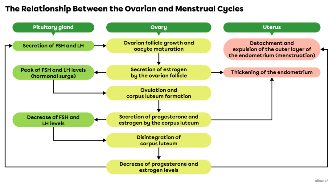Ovarian and Menstrual Cycles | Secondaire | Alloprof