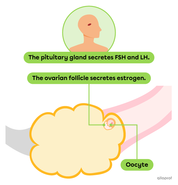 Ovarian and Menstrual Cycles | Secondaire | Alloprof
