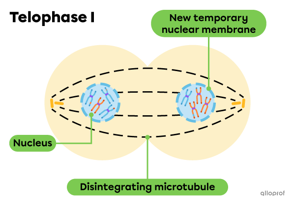 The Phases of Meiosis (Advanced Concepts) | Secondaire | Alloprof