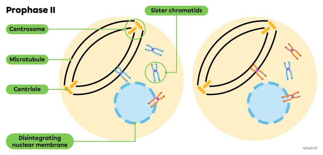 The Phases of Meiosis (Advanced Concepts) | Secondaire | Alloprof