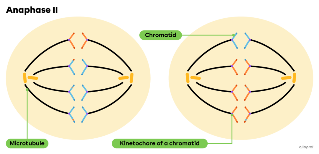 The Phases of Meiosis (Advanced Concepts) | Secondaire | Alloprof