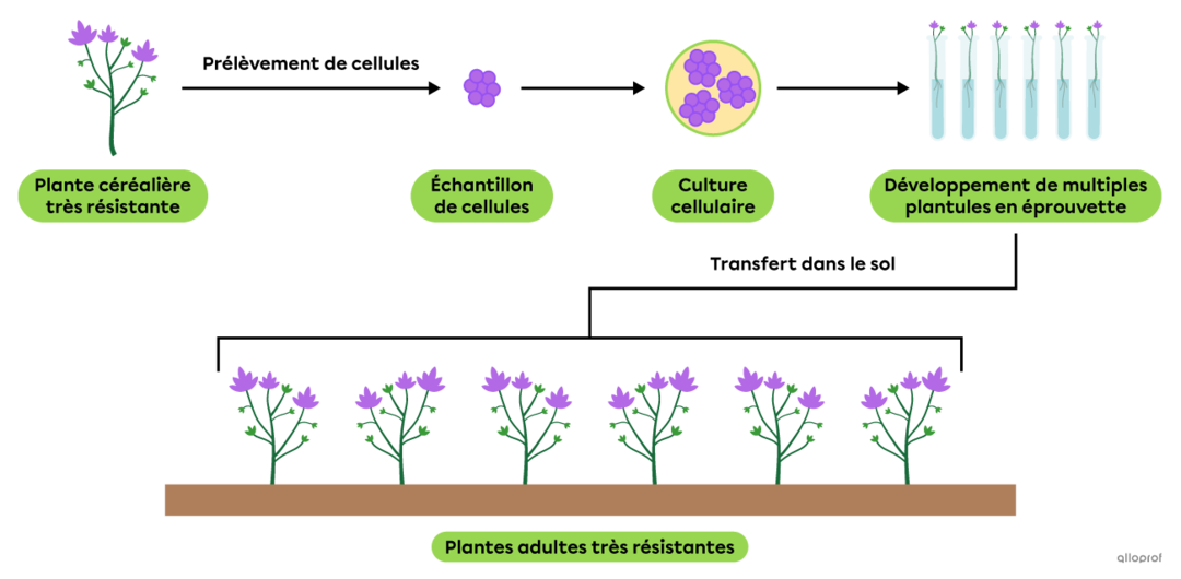 Le clonage | Secondaire | Alloprof