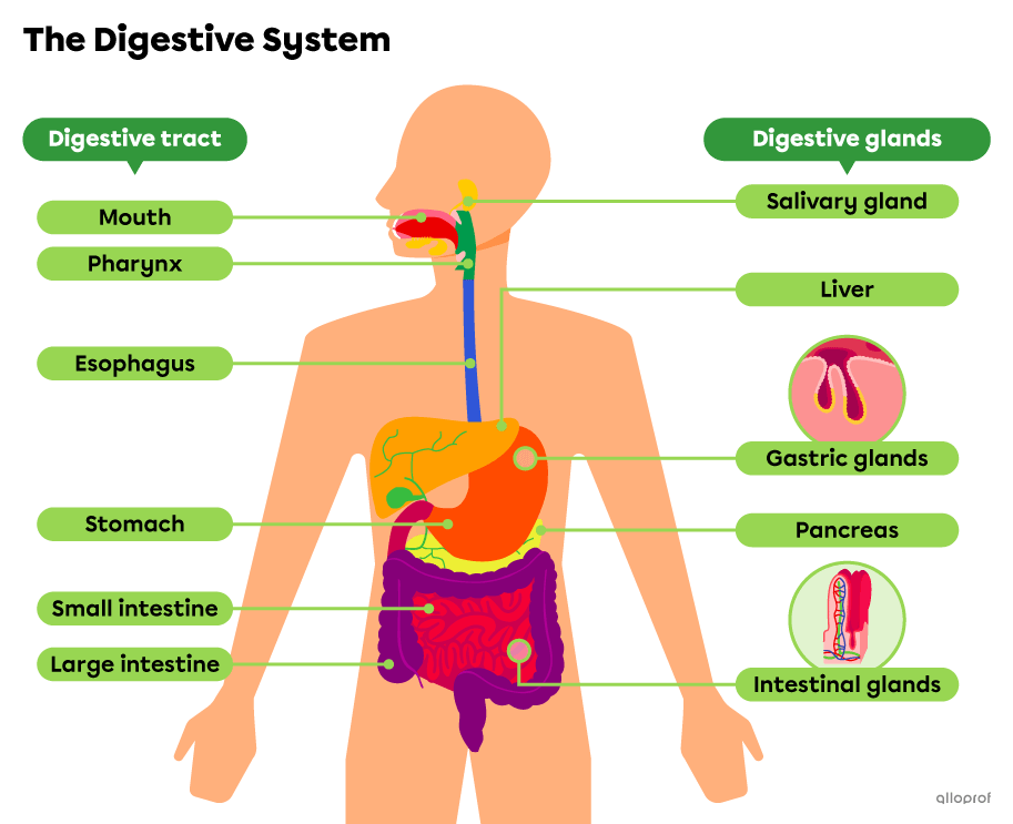 The Digestive System and Anatomy | Secondaire | Alloprof