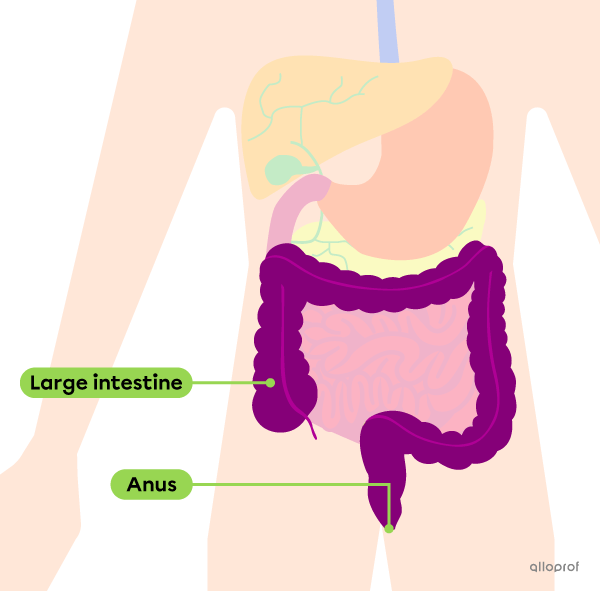 The Digestive System and Anatomy | Secondaire | Alloprof