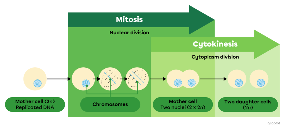 Cell Division (Mitosis and Meiosis) | Secondaire | Alloprof