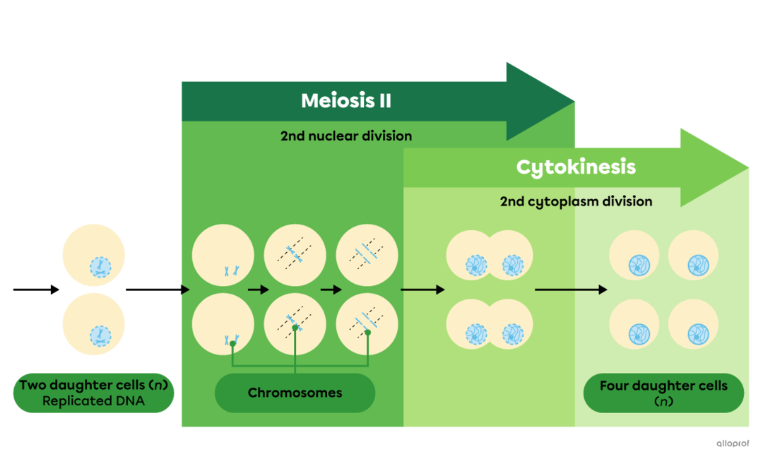 Cell Division (Mitosis and Meiosis) | Secondaire | Alloprof