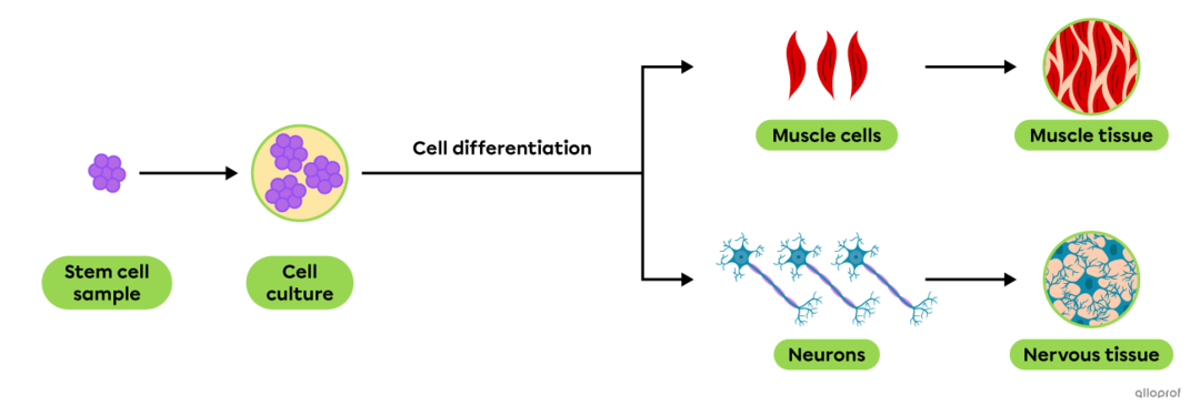 Cloning | Secondaire | Alloprof