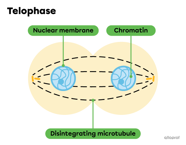 The Phases of Mitosis (Advanced Concepts) | Secondaire | Alloprof