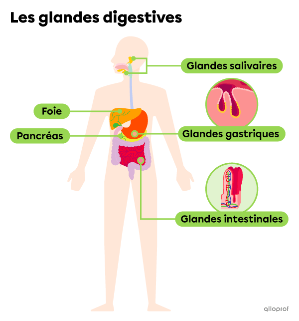 Le système digestif et son anatomie | Secondaire | Alloprof