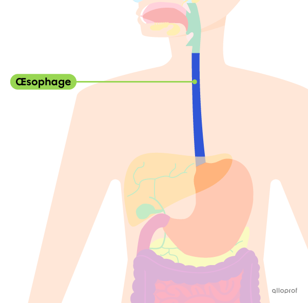 Le système digestif et son anatomie | Secondaire | Alloprof
