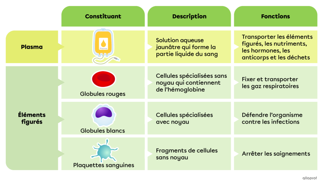 Les constituants du sang | Secondaire | Alloprof