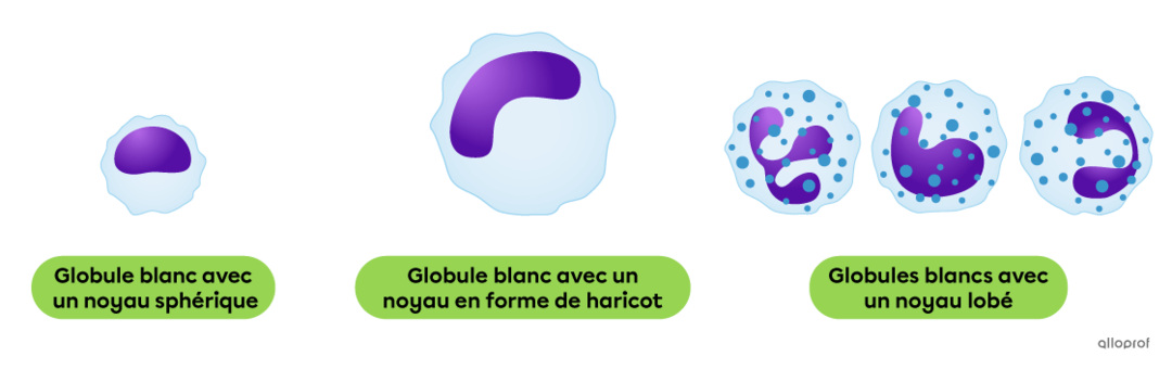 Les constituants du sang | Secondaire | Alloprof