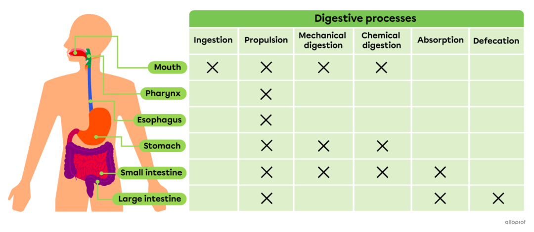 The Digestive Processes | Secondaire | Alloprof