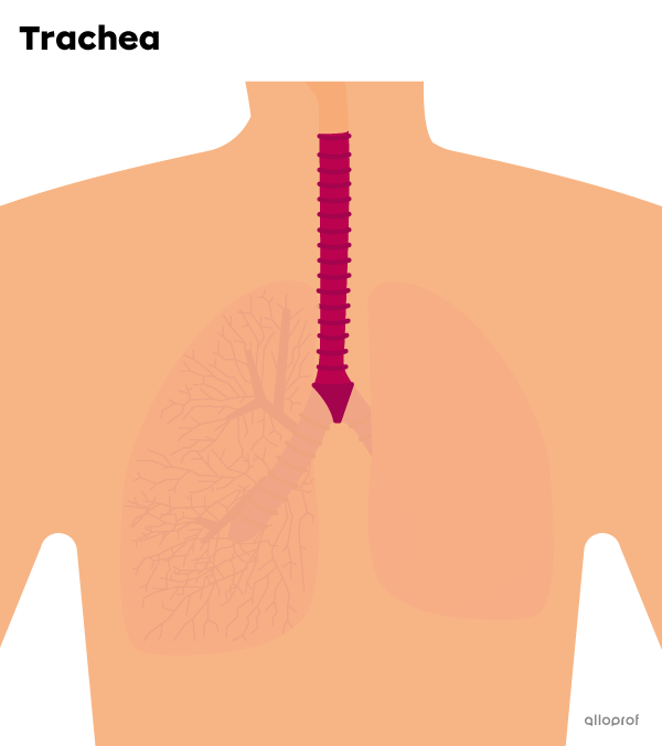 The Respiratory System and Anatomy | Secondaire | Alloprof