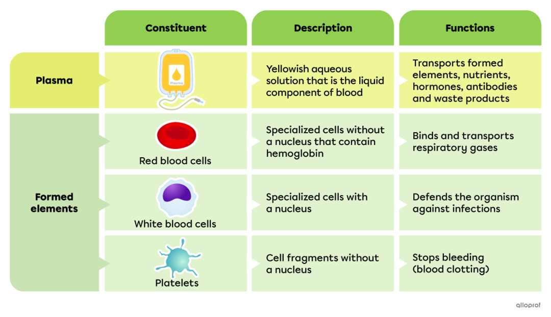 Blood Constituents | Secondaire | Alloprof