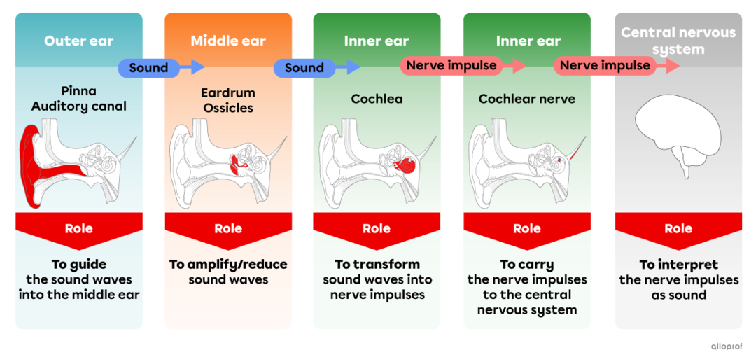 Ears, Hearing and Balance | Secondaire | Alloprof