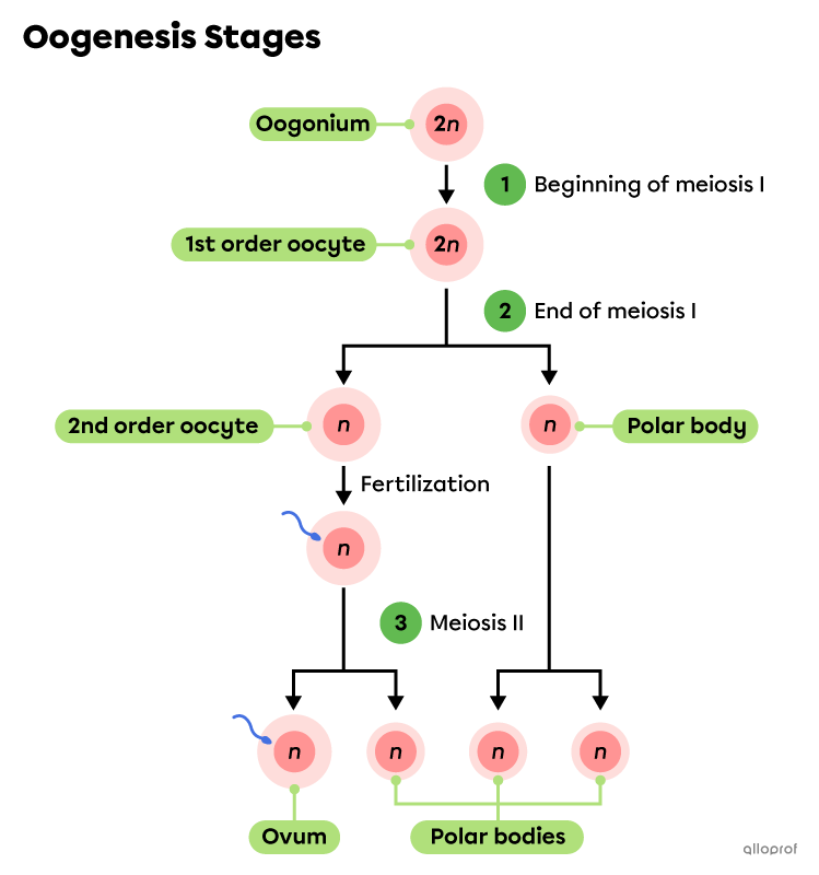 Oogenesis | Secondaire | Alloprof