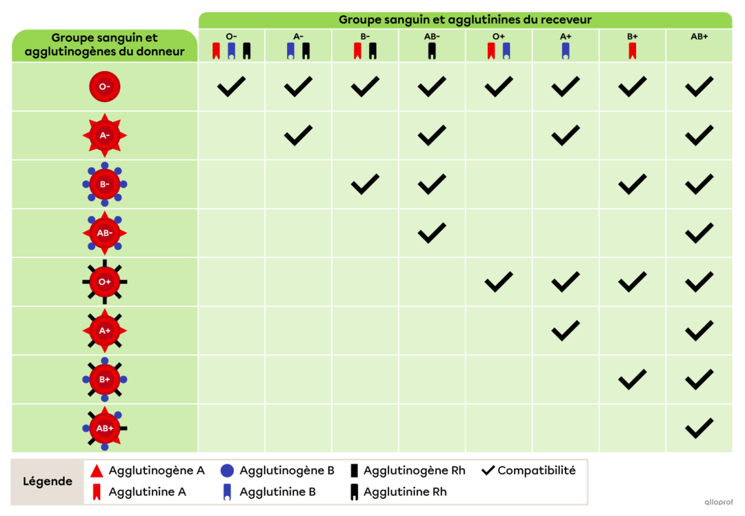 Les groupes sanguins et la compatibilité sanguine | Secondaire | Alloprof
