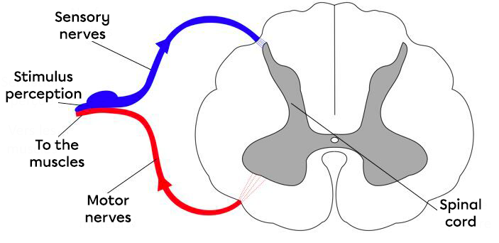 Reflex Arc and Voluntary Movements | Secondaire | Alloprof