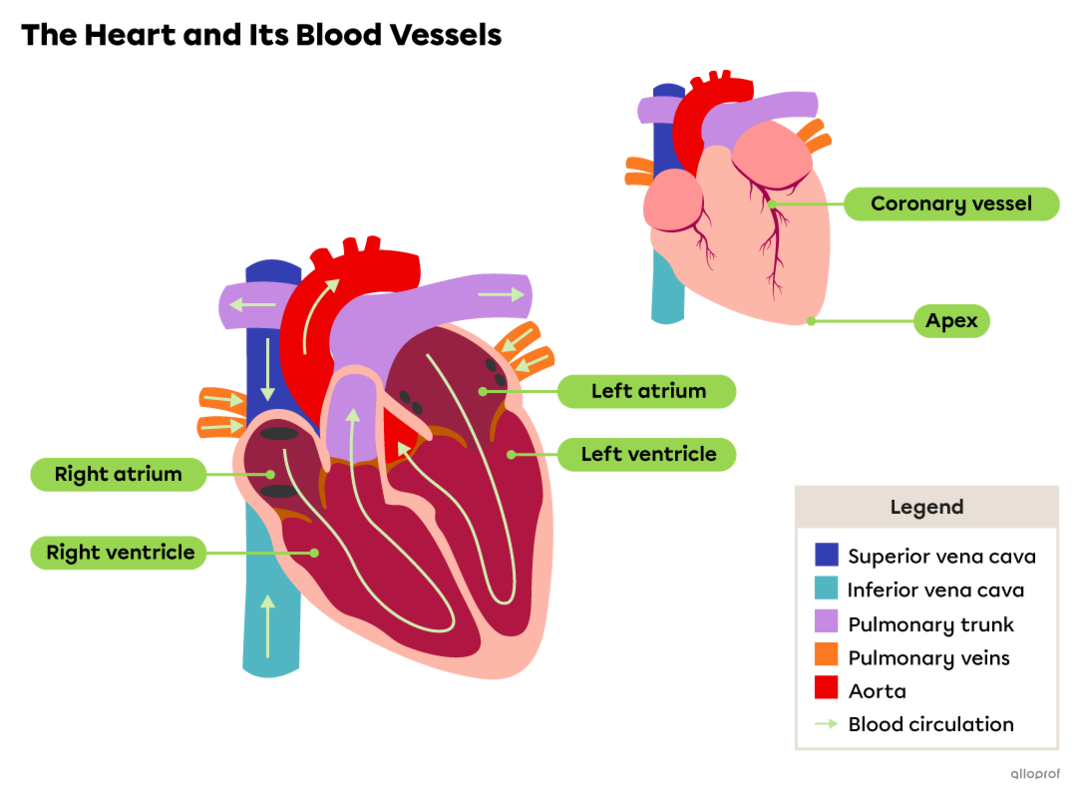 The Circulatory System and Anatomy | Secondaire | Alloprof