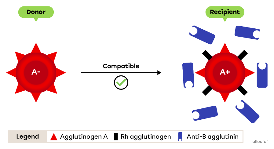 Blood Types and Compatibility | Secondaire | Alloprof