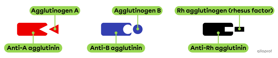 Blood Types and Compatibility | Secondaire | Alloprof