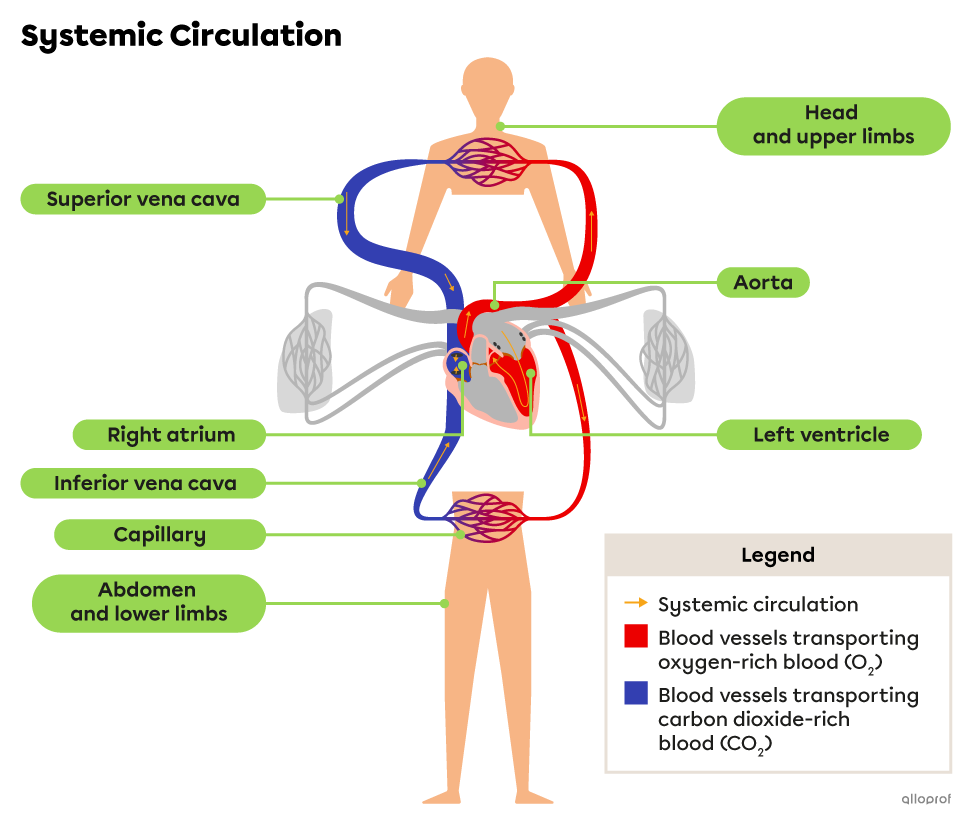 Pulmonary and Systemic Circulations | Secondaire | Alloprof