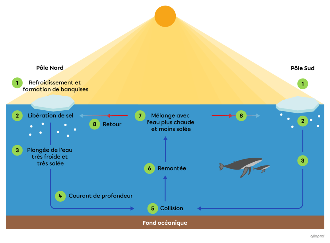 La circulation océanique | Secondaire | Alloprof