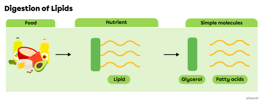 Nutrients | Secondaire | Alloprof