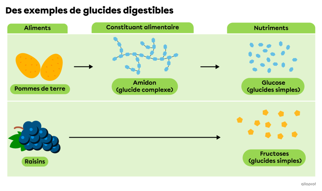 Les constituants alimentaires | Secondaire | Alloprof