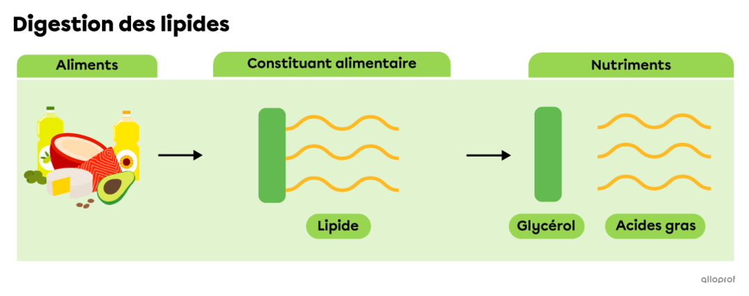 Les constituants alimentaires | Secondaire | Alloprof