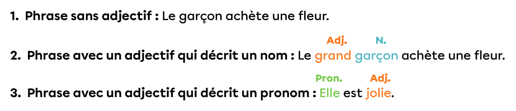 L'adjectif | Primaire | Primaire | Alloprof