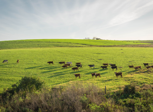 Les caractéristiques et les aménagements d’un territoire agricole ...