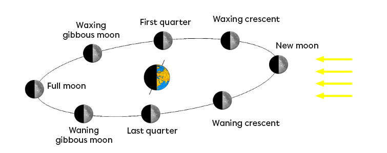 Phases of the Moon | Alloprof